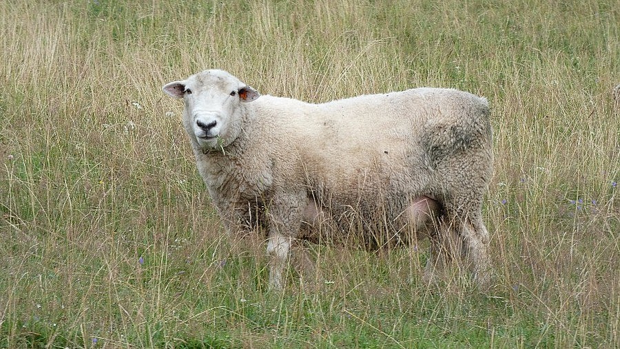 Prodám berana - Deštné v Orlických horách (Rychnov nad Kněžnou), Prodám ...