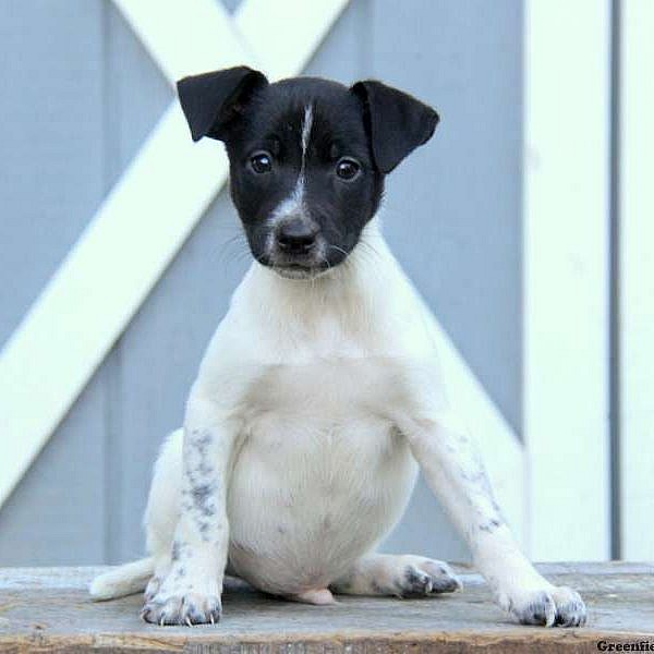 Border Jack - Celá ČR, Prodám - ChovZvířat.cz