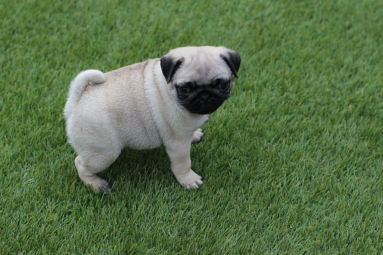 Beautiful Chunky Pug Puppies - Celá ČR, Prodám | ChovZvířat.cz