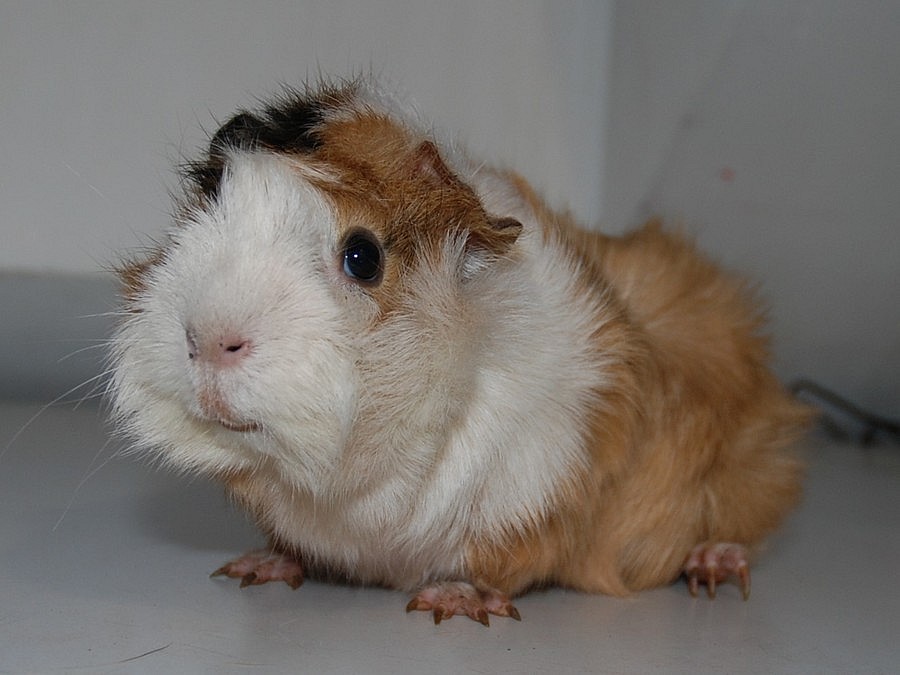 Daruji morčata - Celá ČR, Prodám | ChovZvířat.cz