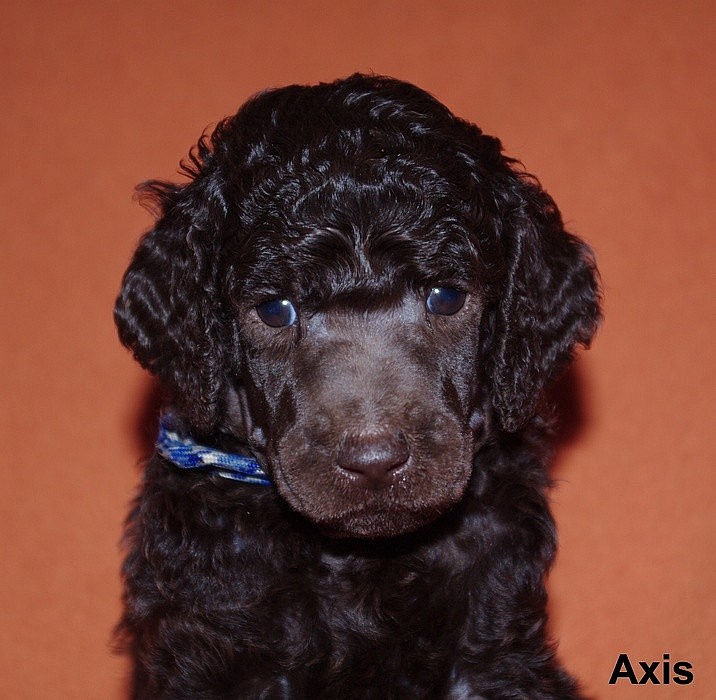 Královský pudl hnědý - Božtěšice (Ústí nad Labem), Prodám | ChovZvířat.cz