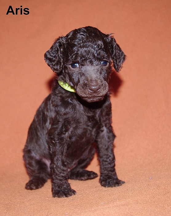 Královský pudl hnědý - Božtěšice (Ústí nad Labem), Prodám | ChovZvířat.cz