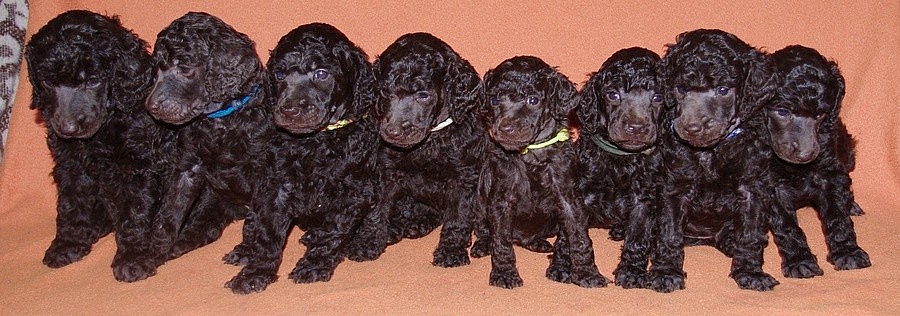 Královský pudl hnědý - Božtěšice (Ústí nad Labem), Prodám | ChovZvířat.cz