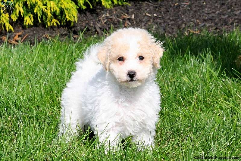 Bich Poo štěně - Celá ČR, Prodám | ChovZvířat.cz