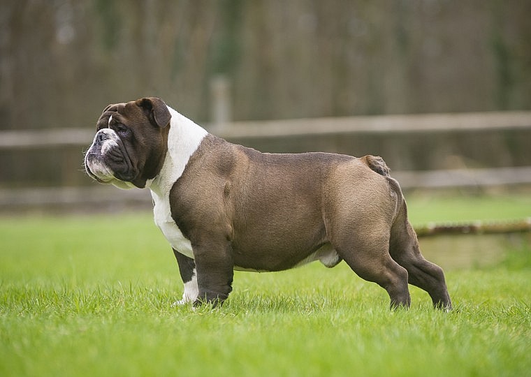 Ohromující čokoládový pes buldok - Celá ČR, Prodám - ChovZvířat.cz