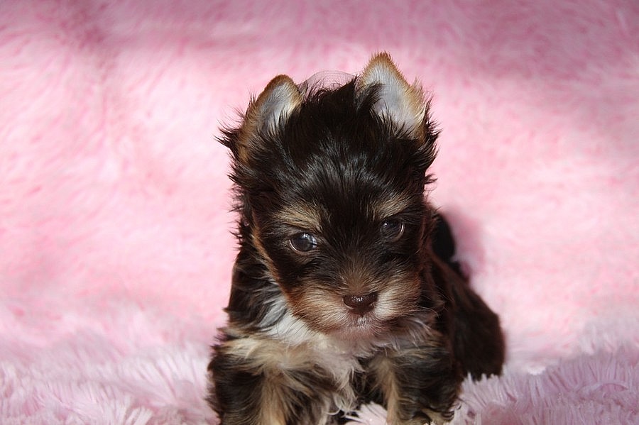 MINI Biewer,Biro,Čoko,Golddast s PP - Celá ČR, Prodám - ChovZvířat.cz