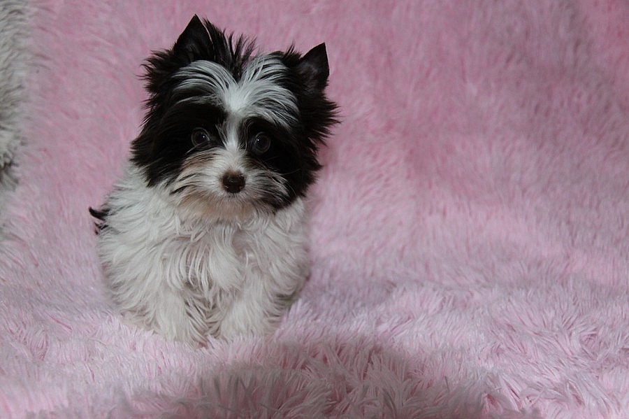 MINI Biewer,Biro,Čoko,Golddast s PP - Celá ČR, Prodám - ChovZvířat.cz