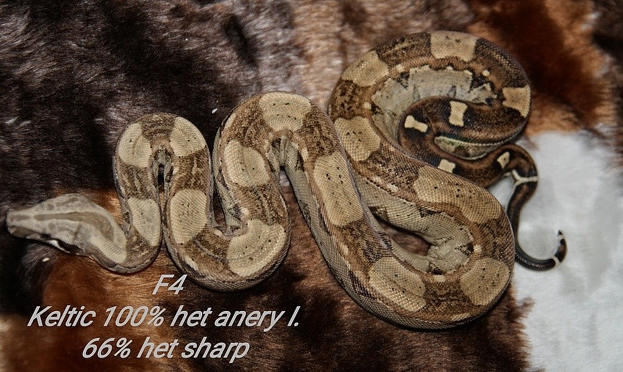 Boa constrictor keltic - Celá ČR, Prodám | ChovZvířat.cz