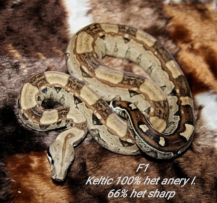 Boa constrictor keltic - Celá ČR, Prodám | ChovZvířat.cz