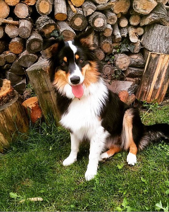 Prodám fenku 12.000 Kč - Derflice (Znojmo), Prodám - ChovZvířat.cz