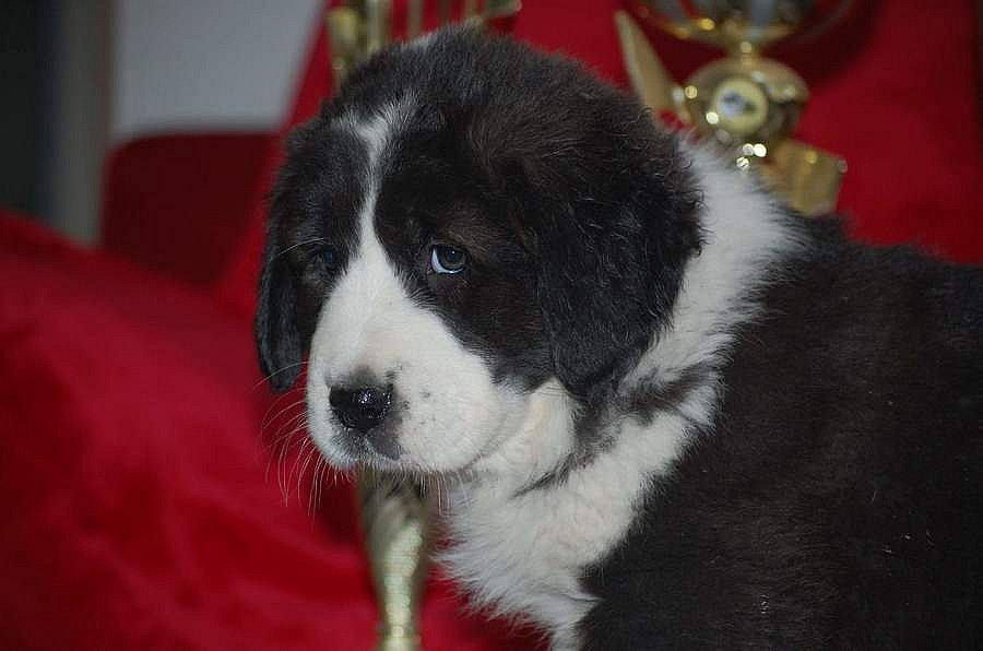 Středoasijský pastevecký pes s PP - Archlebov (Hodonín), Prodám ...