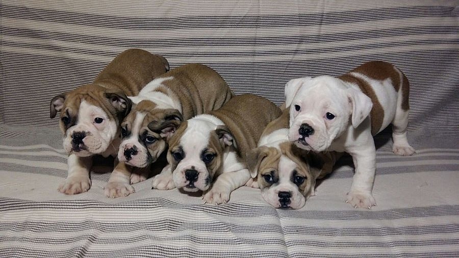 Anglický buldok - Dubí (část) (Kladno), Prodám - ChovZvířat.cz