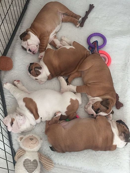 Anglický buldocek štenata - Celá ČR, Prodám | ChovZvířat.cz