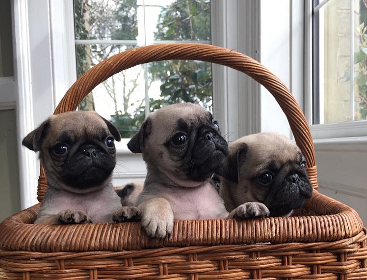 Krásné Chunky Pug Puppies - Celá ČR, Prodám - ChovZvířat.cz