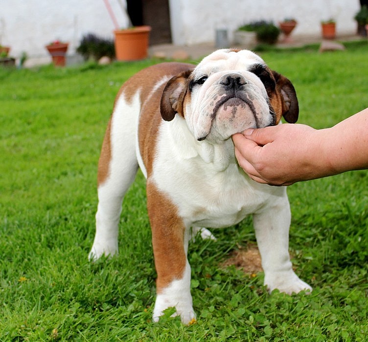 Anglicky buldok s PP - Celá ČR, Prodám | ChovZvířat.cz