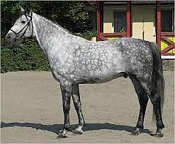 Koupím chovnou kobylu - Celá ČR, Koupím | ChovZvířat.cz