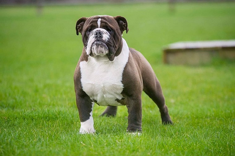 Ohromující čokoládový pes buldok - Celá ČR, Prodám | ChovZvířat.cz