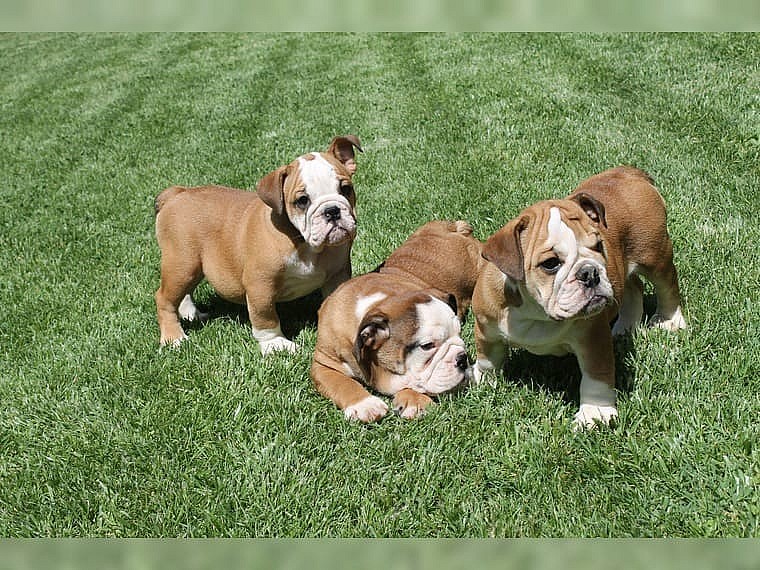 Anglický buldok štěňata - Liberecký kraj, Prodám | ChovZvířat.cz