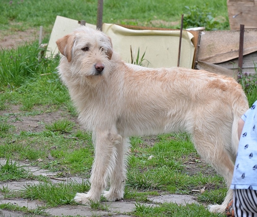 Darujeme fenku - Bludovice (Nový Jičín), Různé | ChovZvířat.cz