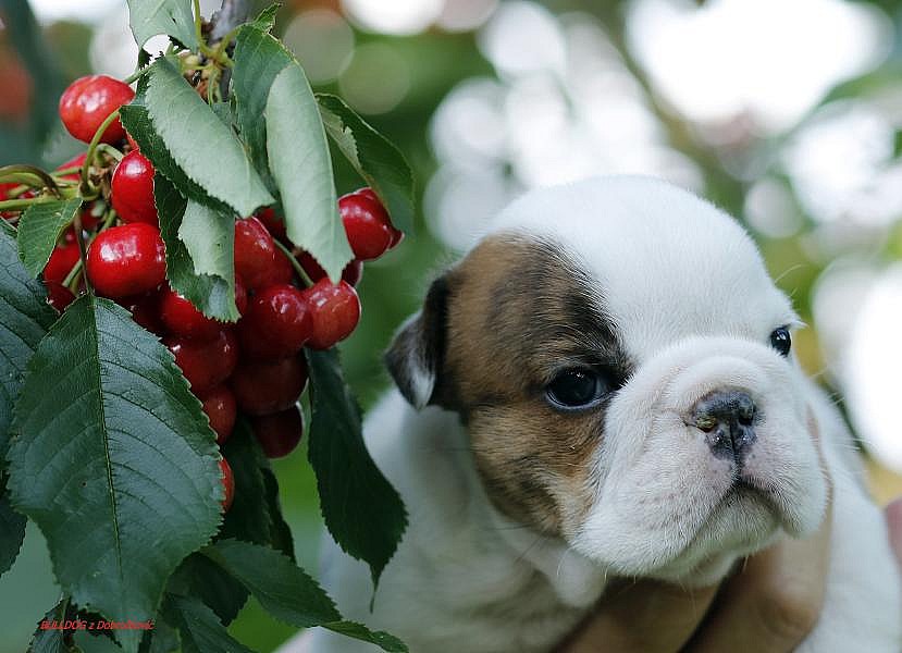 Anglický buldok - BULLDOG štěňata s PP - Dobročkovice (Vyškov), Prodám ...