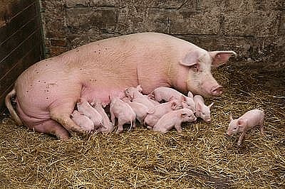 Selata - Bačov (Blansko), Prodám | ChovZvířat.cz