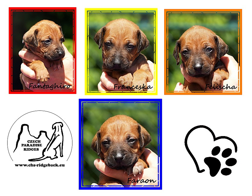 Rodéský ridgeback s PP - Celá ČR, Prodám - ChovZvířat.cz