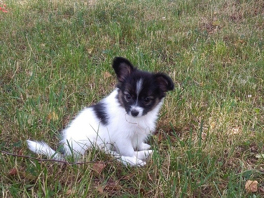 Štěňata Papillona s PP - Dlouhá Ves (Rychnov nad Kněžnou), Prodám ...