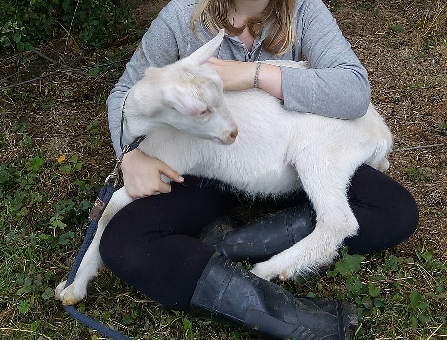 Kozlik - Výkleky (Přerov), Prodám | ChovZvířat.cz