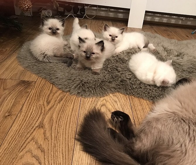 Ragdoll Kote s PP - Běchovice (Hlavní město Praha), Prodám | ChovZvířat.cz