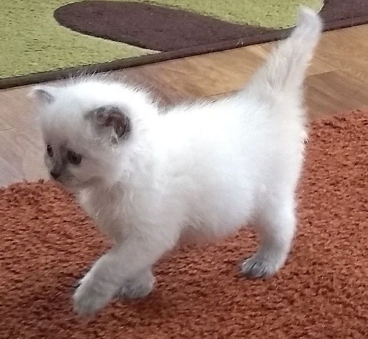 Ragdoll Kote s PP - Běchovice (Hlavní město Praha), Prodám | ChovZvířat.cz