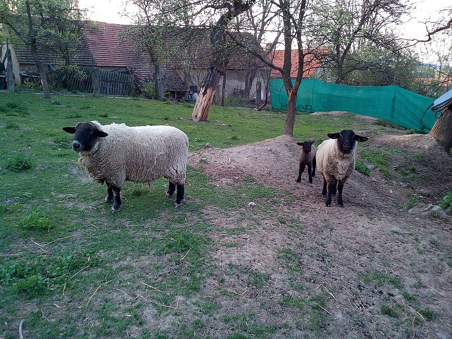 Ovce Suffolk - Broumovice (Benešov), Prodám | ChovZvířat.cz