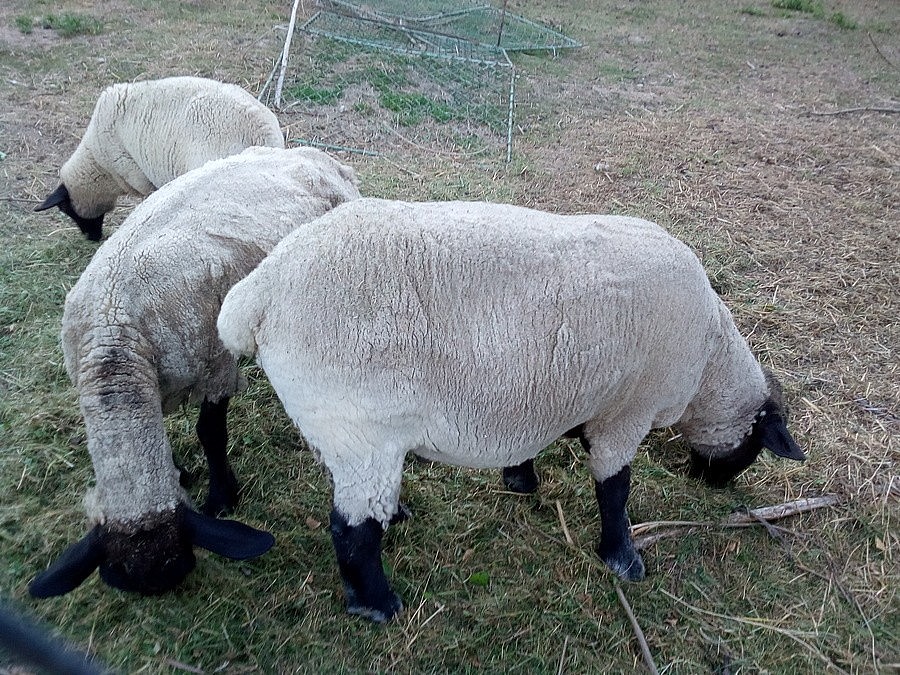 Ovce Suffolk - Broumovice (Benešov), Prodám | ChovZvířat.cz