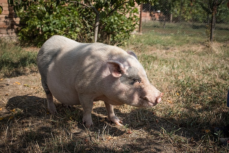 Dvě göttingenská prasata - Celá ČR, Prodám - ChovZvířat.cz
