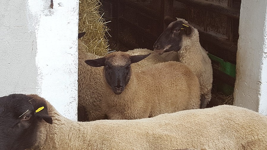 Ovce suffolk - stádečko 8 ks - i jednotlivě od - Plzeň - jih, Prodám ...