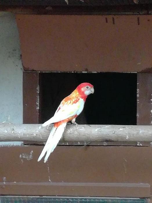 Rosela rubíno - Hudcov (Teplice), Prodám | ChovZvířat.cz