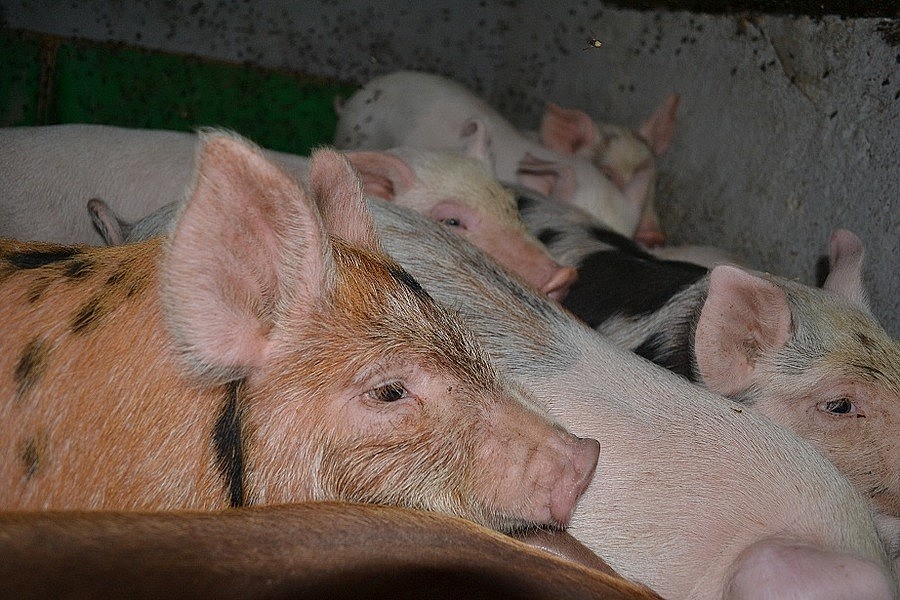 Selata - Jaktař (část) (Opava), Prodám | ChovZvířat.cz