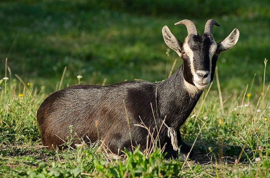 Prodáme dvě kozy - Brumov (Zlín), Prodám | ChovZvířat.cz