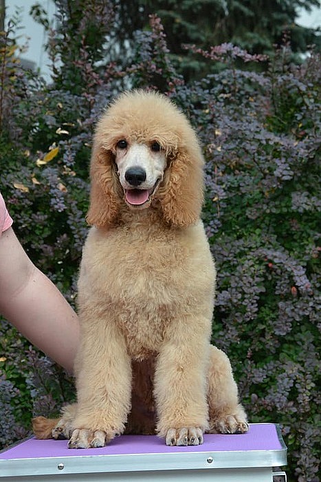 Pudl velký apricot - Celá ČR, Prodám | ChovZvířat.cz