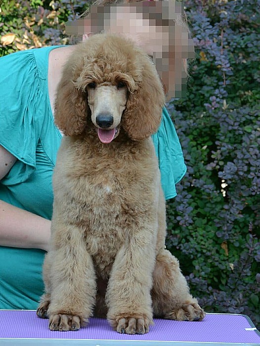 Pudl velký apricot - Celá ČR, Prodám | ChovZvířat.cz