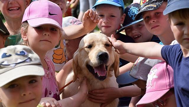 Štěňátka zlatých retrívrů - Jackov (Třebíč), Prodám | ChovZvířat.cz