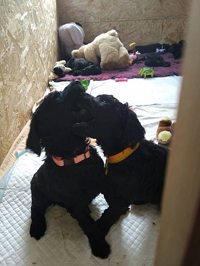 Pudl velký - Starkoč (Náchod), Prodám - ChovZvířat.cz