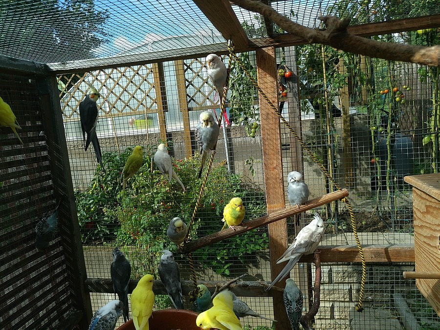 Andulky - Brno - město, Prodám | ChovZvířat.cz