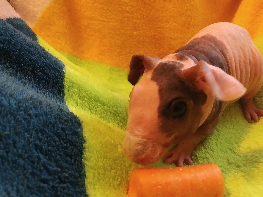 Skinny morčátka - Bohouňovice I (Kolín), Prodám | ChovZvířat.cz