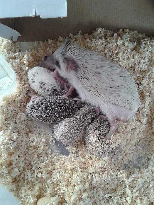 Jezek belobrichy - Celá ČR, Prodám | ChovZvířat.cz