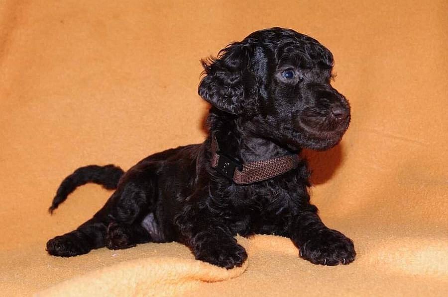 Pudl královský s PP - Březhrad (Hradec Králové), Prodám | ChovZvířat.cz