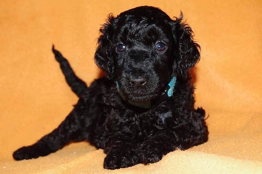 Pudl královský s PP - Březhrad (Hradec Králové), Prodám | ChovZvířat.cz