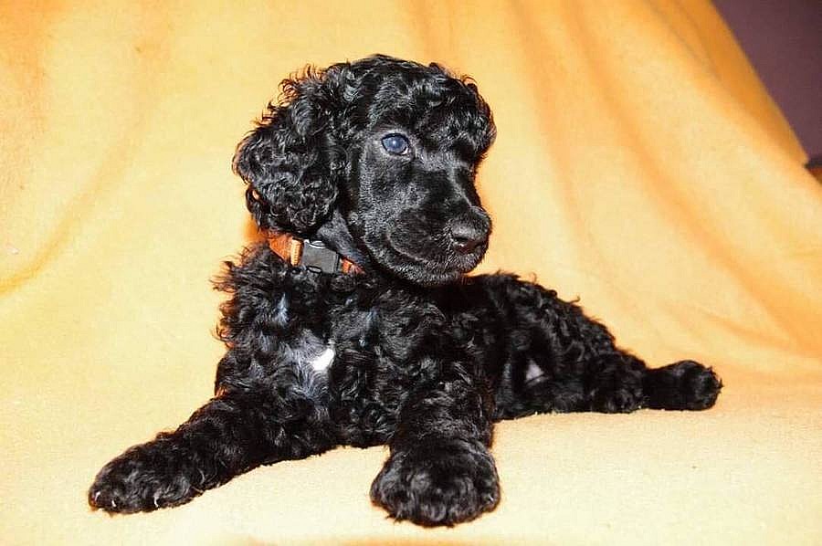 Pudl královský s PP - Březhrad (Hradec Králové), Prodám | ChovZvířat.cz