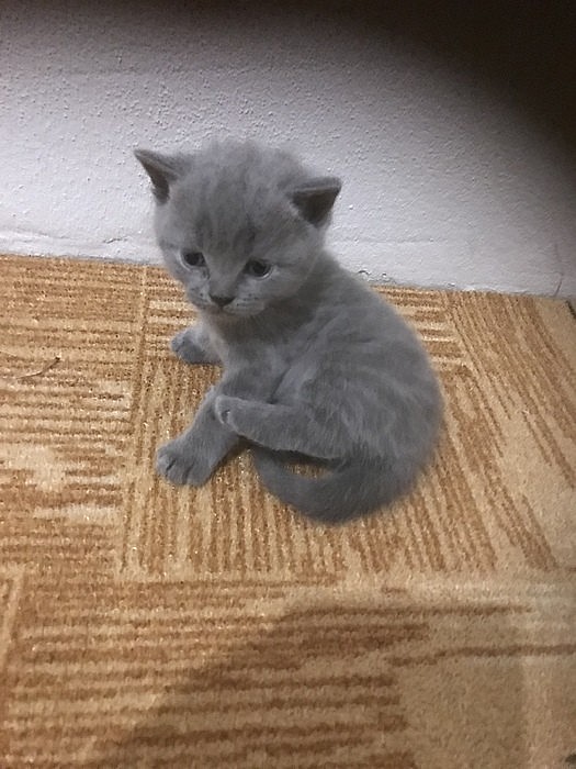 Britská modrá - Derflice (Znojmo), Prodám | ChovZvířat.cz