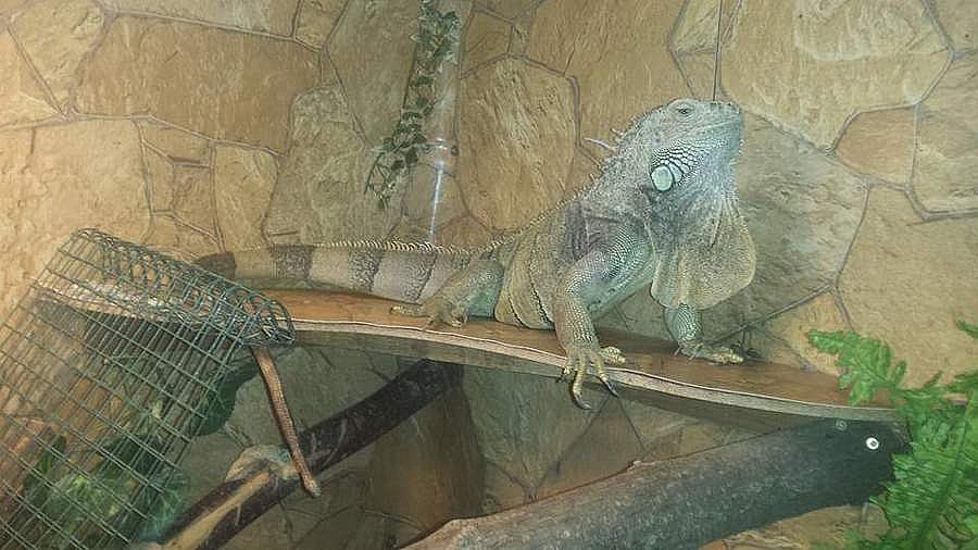 Prodám leguana zeleného - Lazy (Karviná), Prodám | ChovZvířat.cz