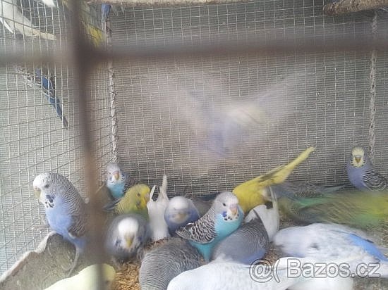 Andulky a korely - Pořežín (Žďár nad Sázavou), Prodám | ChovZvířat.cz